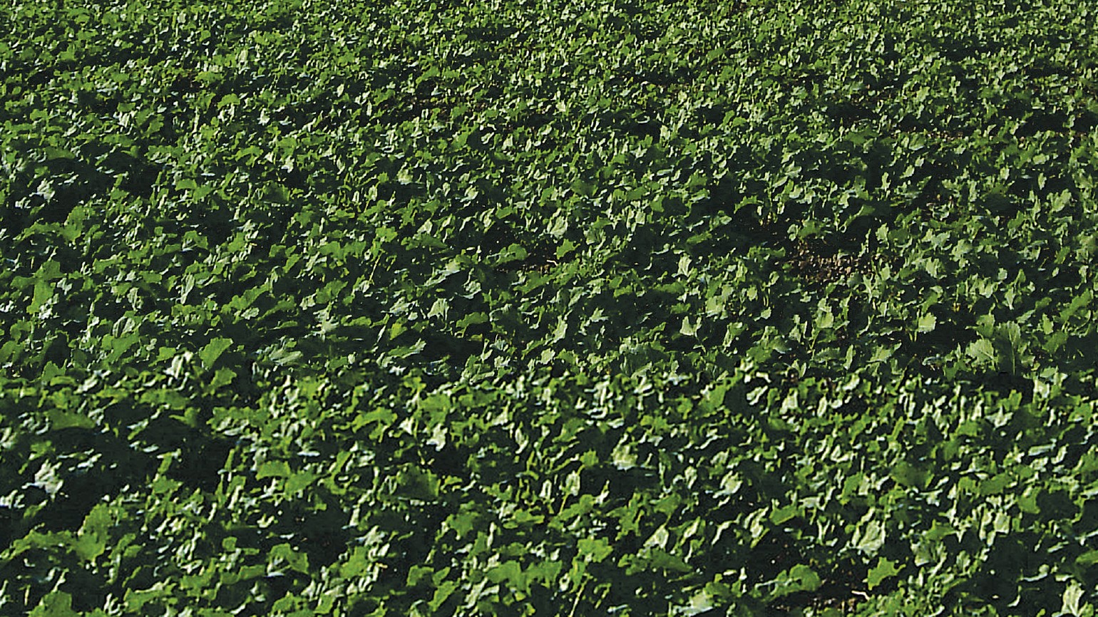 Butisan® Star - BASF Agro Eesti